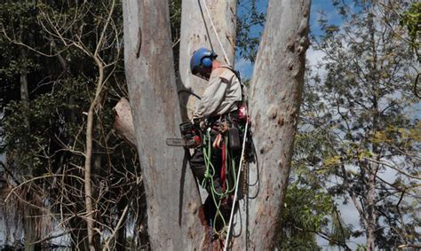 Gold Coast Council Tree Removal Best Gold Coast Council