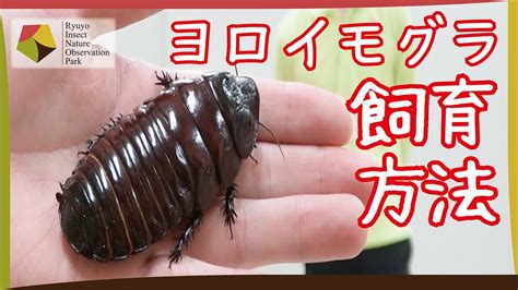 世界最重量ヨロイモグラゴキブリの飼育方法 YouTube