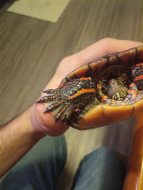 Help With Gender Identification R Turtle