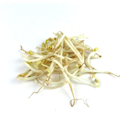 Bean Sprout Rh Fresh