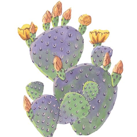 Prickly Pear Cactus Drawing At PaintingValley Com Explore Collection Of Prickly Pear Cactus