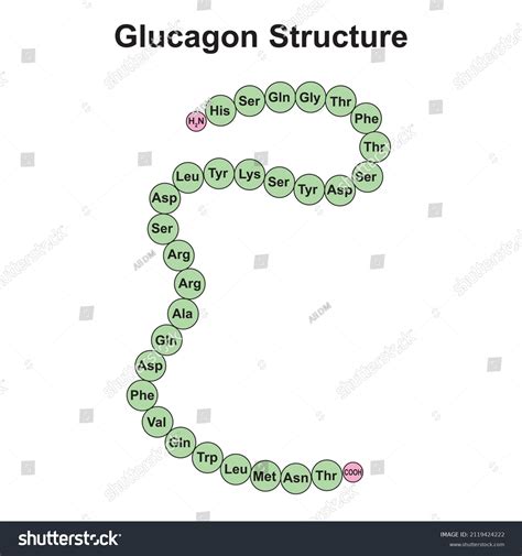 Scientific Designing Glucagon Structure Colorful Symbols Stock Vector Royalty Free 2119424222
