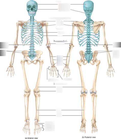 Division Of The Skeltal System Diagram Quizlet