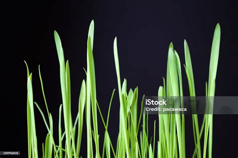 검은 색 배경에 녹색 잔디의 젊은 콩나물 부드러운 선택적 초점의 녹색 잔디 0명에 대한 스톡 사진 및 기타 이미지 0명 건강한 식생활 검은색 Istock