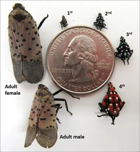 Spotted Lanternfly Overview Invasive Spotted Lanternfly