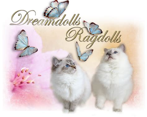 Zoya Lilac Torbie Mink Dreamdolls Ragdolls