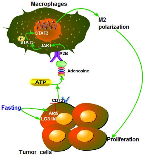 Proposed Model Of The Effect Of Fasting On Stat3 Pathway During Download Scientific Diagram