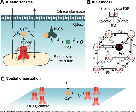 Figure 1 From Simulation Of Calcium Signaling In Fine Astrocytic Processes Effect Of Spatial