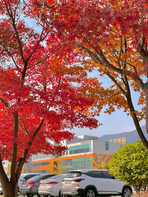 부산대학교치과병원 빨갛게 빨갛게 물들었네~🍁 노랗게 노랗게 물들었네~🍂 단풍 한 잔에 커피 한 입