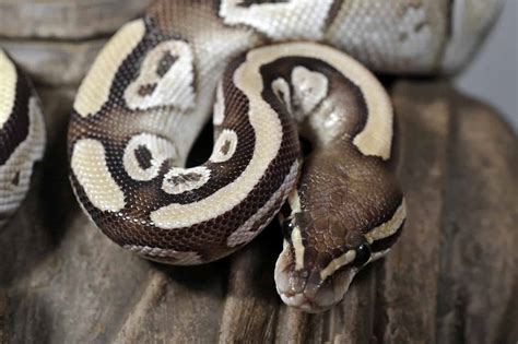 Ball Python Morph Chart Ponasa