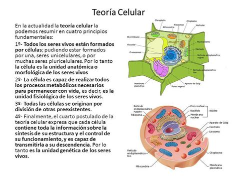 Biologia Teoria Celular