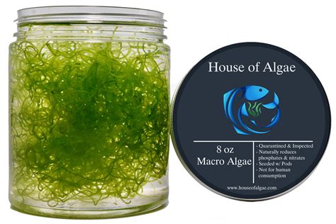 Chaeto House Of Algae