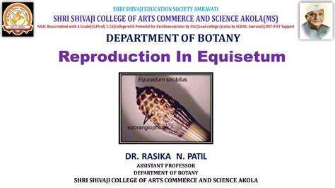 Reproduction In Sphenopsida Pptx
