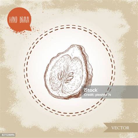 손으로 그린된 스케치 스타일 반 컷 Bergamot 과일 씨의 카피 르 라임 벡터 일러스트 레이 션 유기 음식입니다 빈티지 배경에 감귤 류 감귤류 과일에 대한 스톡 벡터