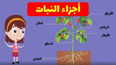 ماهي أجزاء النبات مادة العلوم أنا النبات Parts Of Plants Youtube