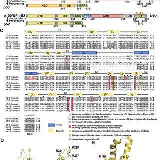 Discovery of NF κB and NF κB dimers A Table summarizing the Download Scientific Diagram