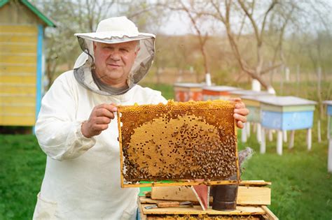 양 봉가 벌집 꿀벌의 전체를 잡고 양봉장에 벌집 구조를 검사 하는 보호 작업복에 양 봉 봄에 Apiaries 작품입니다 갈색에 대한 스톡 사진 및 기타 이미지 Istock