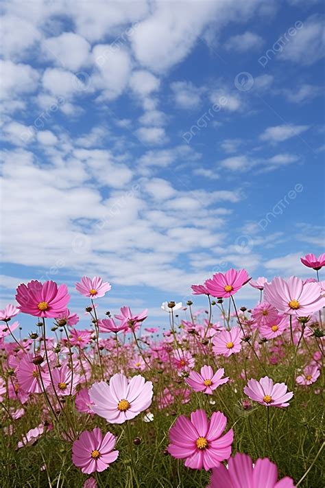 코스모스 꽃밭과 하늘 By Krzr 배경 배경 화면 및 일러스트 무료 다운로드 Pngtree