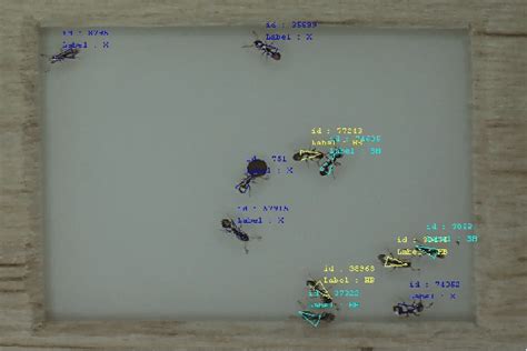 Figure 11 From How Multirobot Systems Research Will Accelerate Our Understanding Of Social