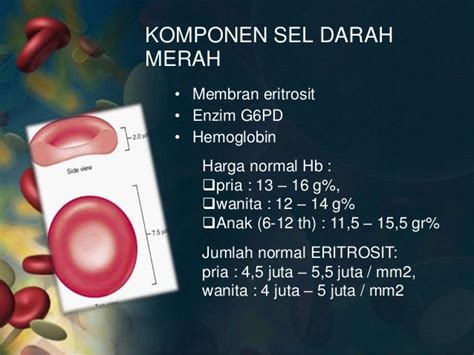 Anatomi Fisiologi Sistem Hematologi