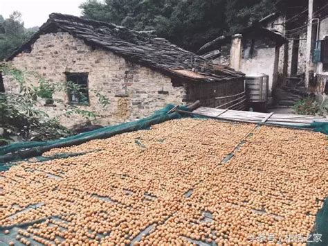 昨天去了一趟臨安，才知道山核桃為什麼叫「帶血核桃」 每日頭條