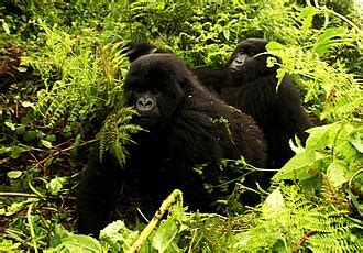 Gorilla Wikipedia