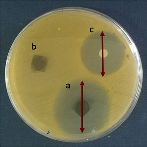 Agar Disk Diffusion Tests A Plapd Baso4 With Levofloxacin B