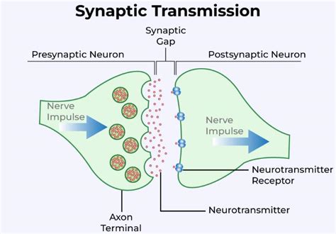 Difference Between Presynaptic Neuron And Postsynaptic Neuron Geeksforgeeks