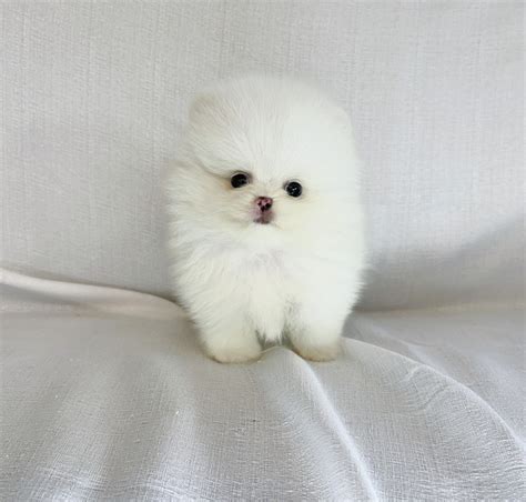 강아지분양 강아지무료분양 강아지책임분양 포메분양 포메라니안분양 세이블포메분양 말티즈분양 말티폼분양 말티푸분양 토이푸들분양 미니비숑분양 인천강아지분양 부평강아지분양 청라강아지