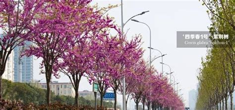 行道树花植网