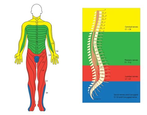 Dermatomes Diagram Correlation Of The Nerves And Skin Position My XXX