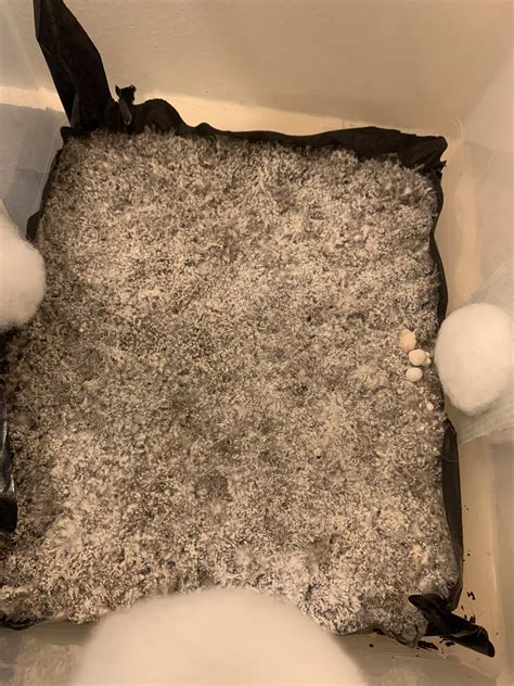 First Time Growing Pe How Is It Looking What Are The Blobs S2b 105 Send Into Fc 109 For