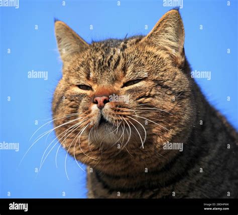 Сhinese Cat Fat Narrow Eyed сat With Thick Cheeks And Dense Wool Is
