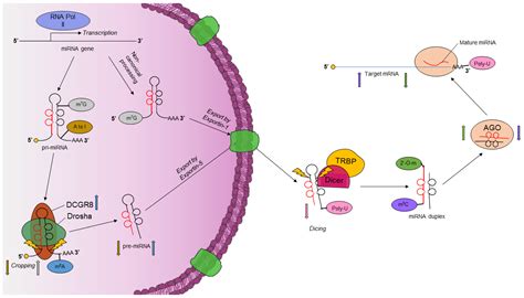 The Epitranscriptome In Mirnas Crosstalk Detection And Function In