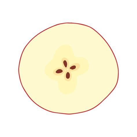 Apple In Section Top View Doodle Illustration Vector Apple Sketch 12740178 Vector Art At Vecteezy