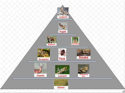 Food Chain Of Leopard Cat At Leo Dartnell Blog