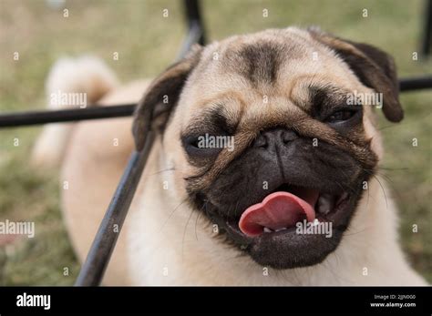 Es Pug Una Raza Mixta