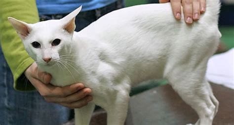 25 White Cat Breeds Youll Love