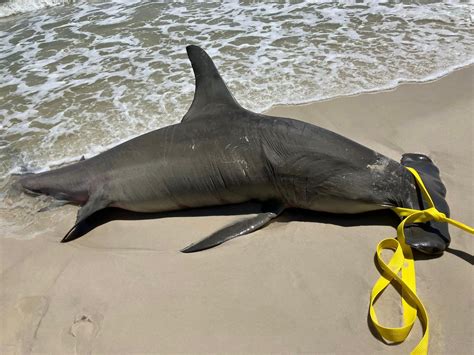 Hammerhead Shark Birth At Richard Buffum Blog