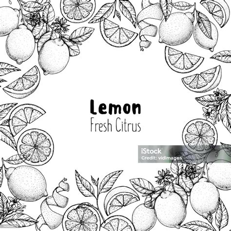 레몬 핸드 그린 패키지 디자인 벡터 그림입니다 메뉴 디자인 브로셔 일러스트레이션을 위한 레몬 스케치 흑백 디자인 감귤류 레몬 패턴 일러스트 레몬에 대한 스톡 벡터 아트 및