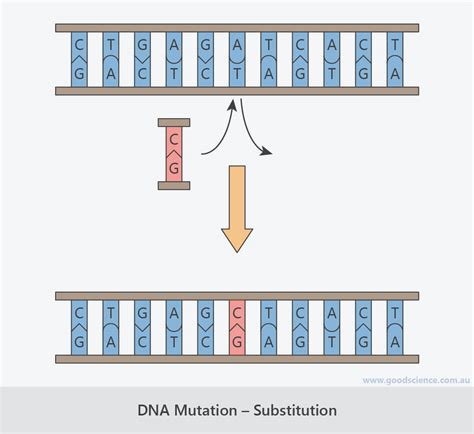 What Type Of Mutation Is A Substitution Mutation At Roy Wall Blog What Type Of Mutation Is A Substitution Mutation At Roy Wall Blog