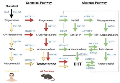 Finasteride Vs Dutasteride The Science Rtressless