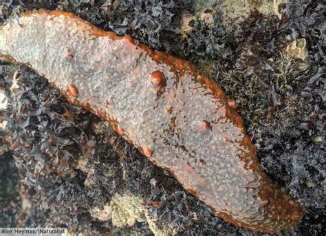 Echinoderms Examples Types Of Echinoderms From Around The World