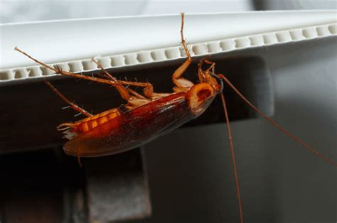 Best Homemade Roach Killer Updated In 2020 Diy Pest Control Guide
