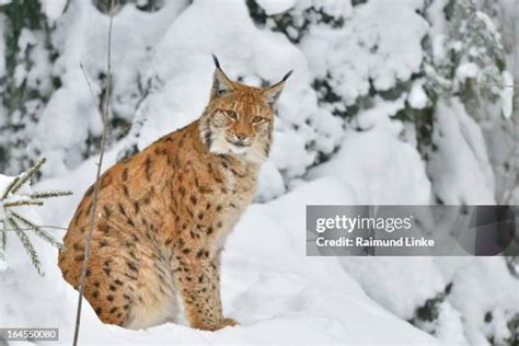 Siberian Lynx Photos And Premium High Res Pictures Getty Images