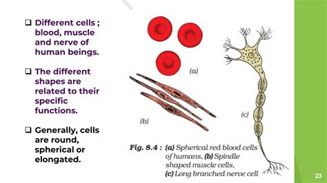 CELL STRUCTURE AND FUNCTIONS CLASS Pptx