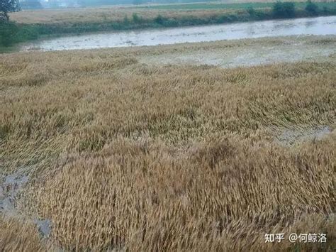 河南麦收：屋漏偏逢连夜雨？ 知乎