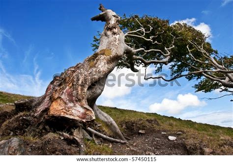 Naked Roots On Very Old Tree Stock Photo Shutterstock
