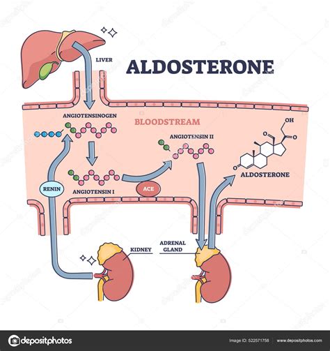 Aldosterone Mineralocorticoid Steroid Hormone Release Process Outline