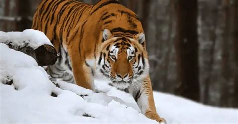 The Largest Of The Big Cats Bigcatswildcats The Largest Of The Big Cats Bigcatswildcats